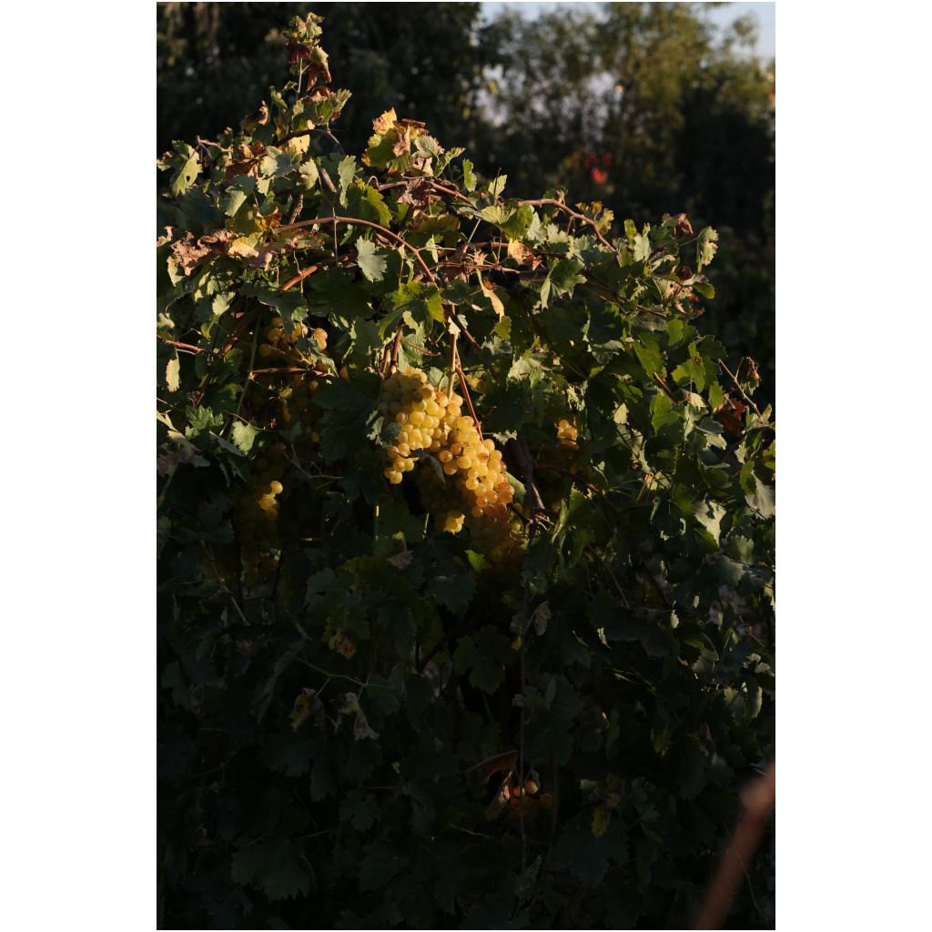 Arak Muaddi - Terra Sancta Trading Company